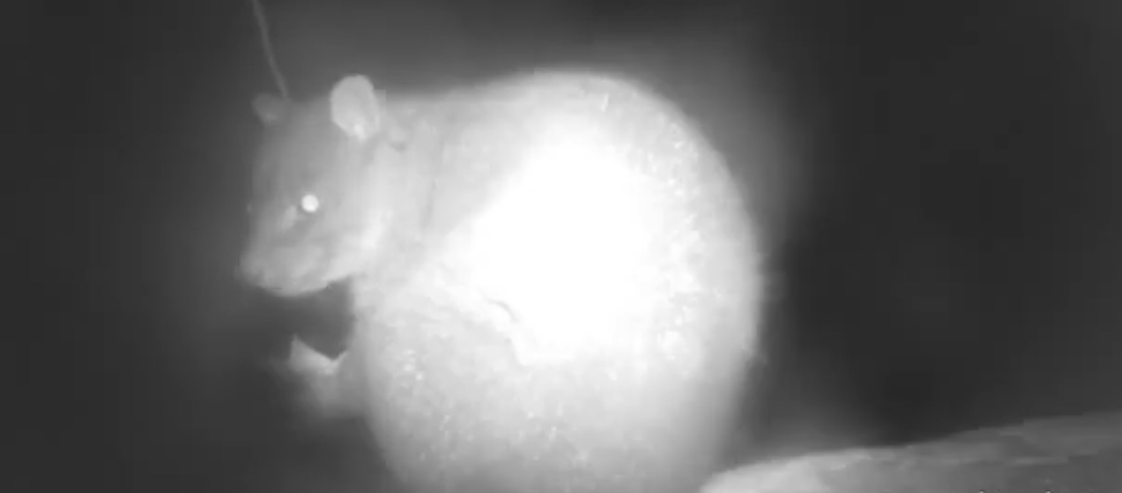 Basil Brushtail is out in the wild - Araucaria Wildlife Sanctuary News