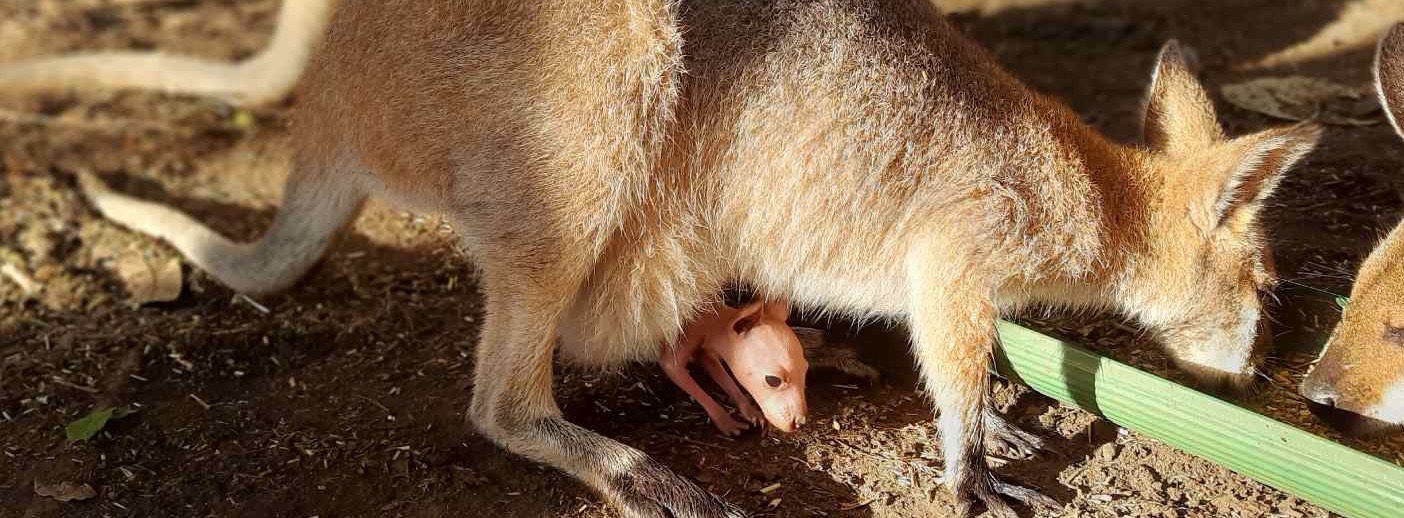 Eager little pinky grand-joey - Araucaria Wildlife Sanctuary News
